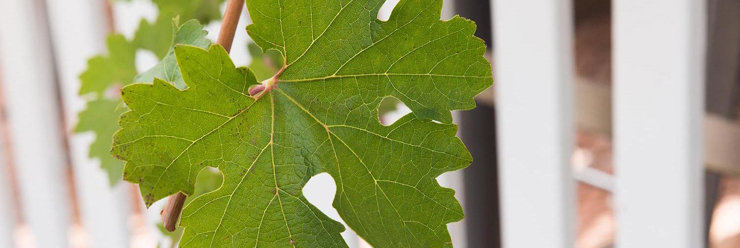 coffee_house_mudgee_outdoor_dining – The Parkview Hotel Mudgee